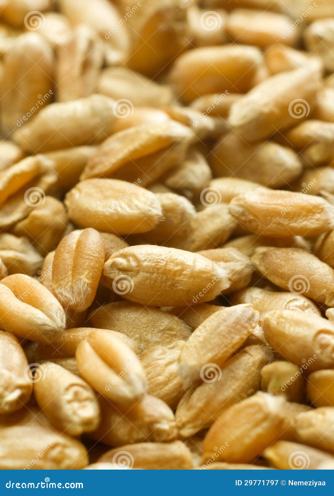 Wheat Grains background stock image. Image of diet, texture - 29771797
