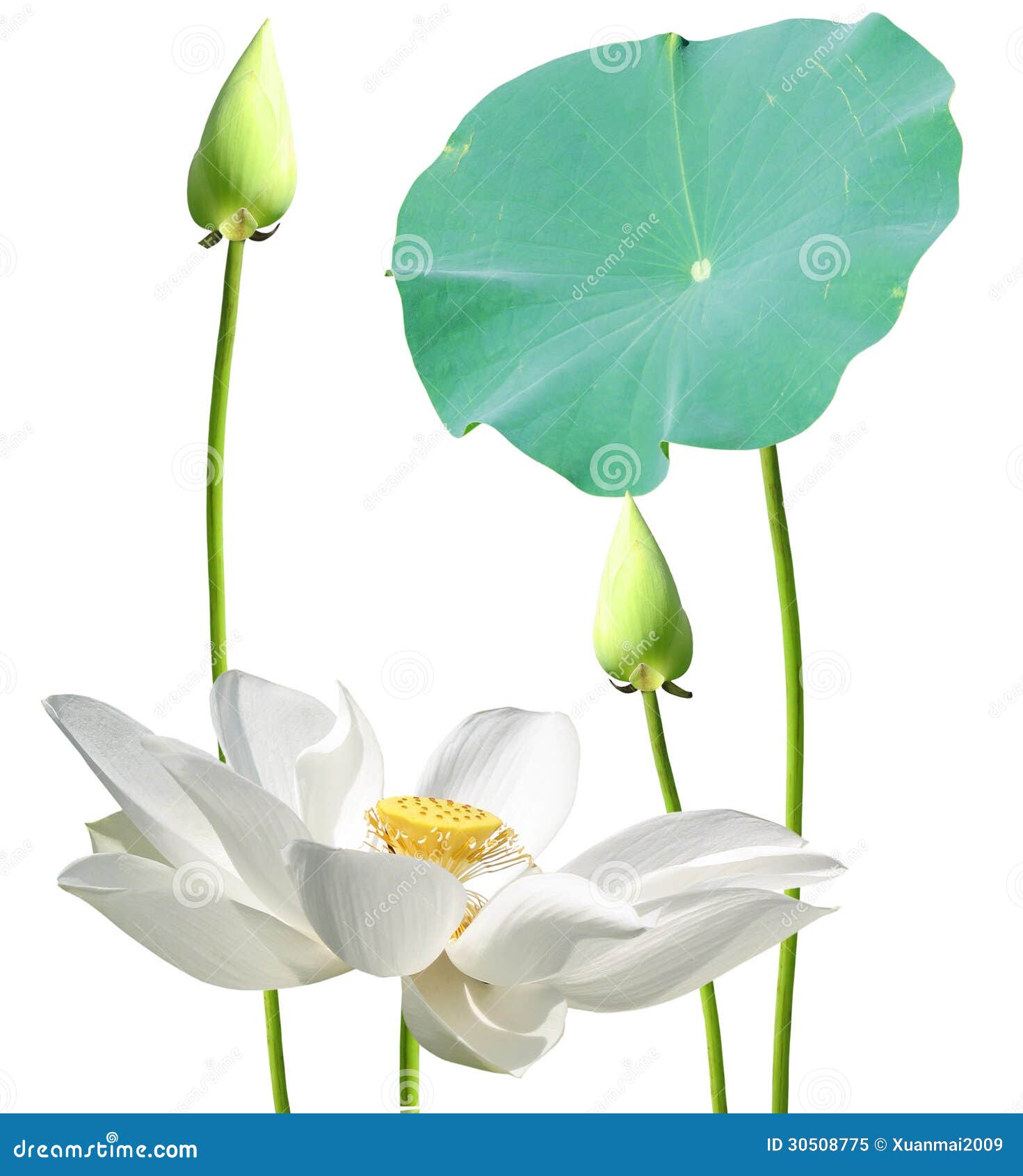 Natural whit lotus flowers stock image. Image of alive - 30508775