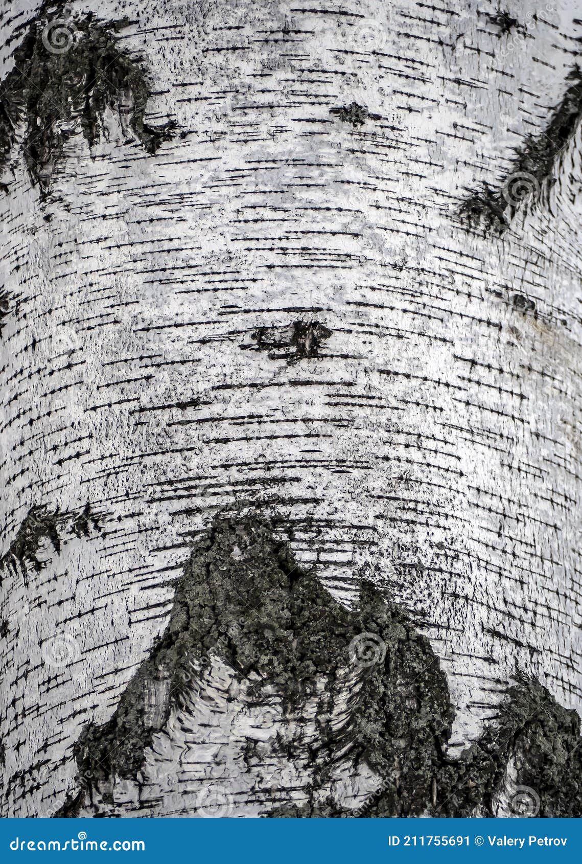 Natural White Background of Birch Bark in Winter Stock Image - Image of ...