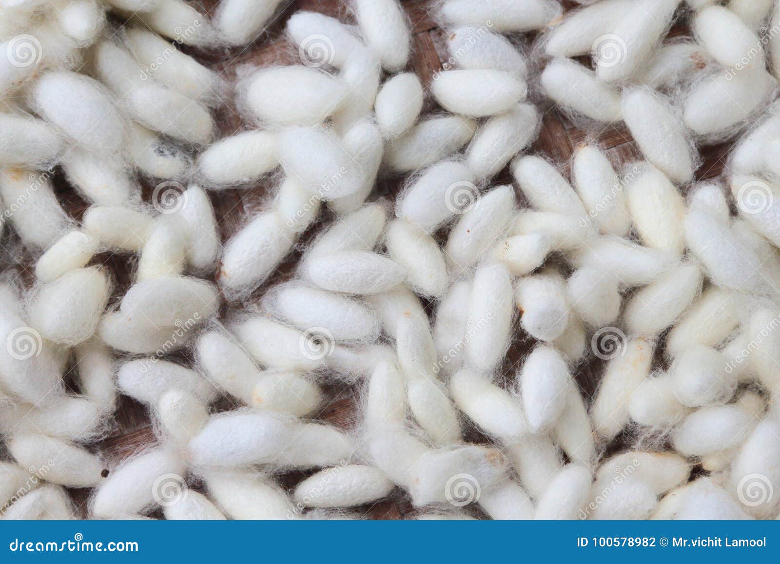 Natural White Cocoon, a Source of Silk Thread and Silk Fabric. Stock ...