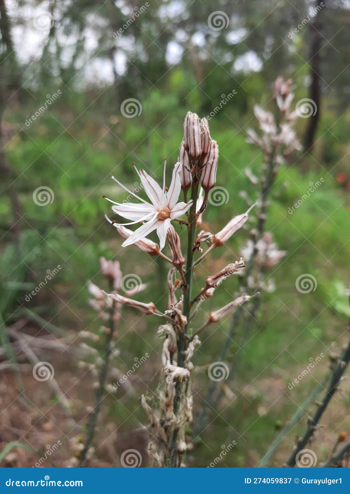 White weed flower stock image. Image of nature, branch - 274059837