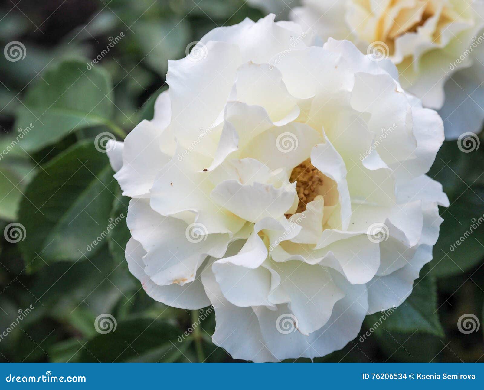 Natural White Rose Flower Close Up Stock Photo - Image of aromatherapy ...