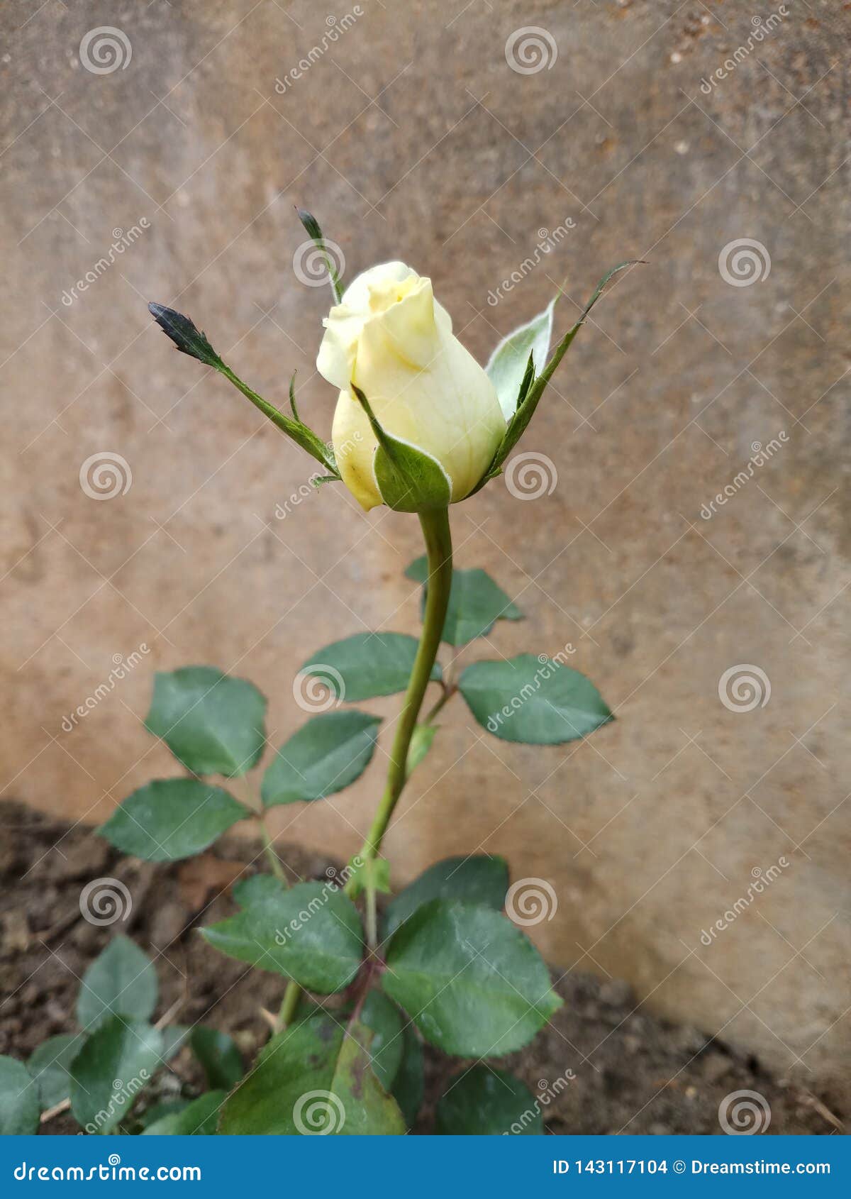 Natural White Rose Flower on Tree at Garden Stock Photo - Image of next ...