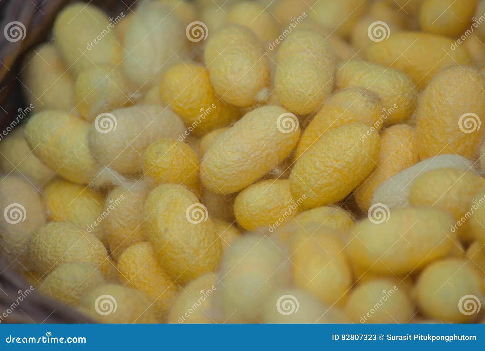Natural White and Yellow Cocoon or Silkworm Nets. Stock Image - Image ...