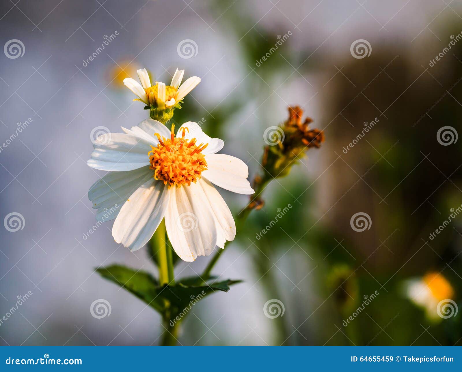 Natural wild flower stock image. Image of freshness, blossom - 64655459