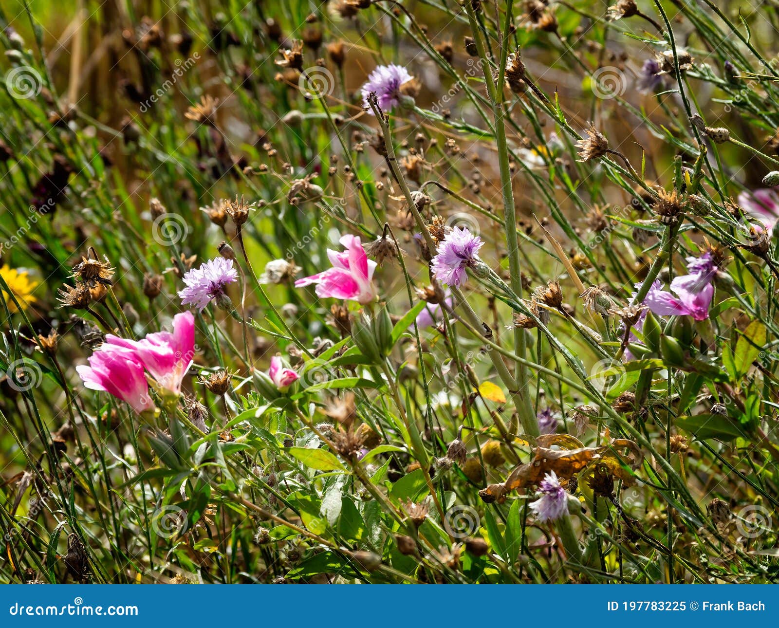 Natural Wild Flowers in a Field in Denmark Stock Image - Image of ...