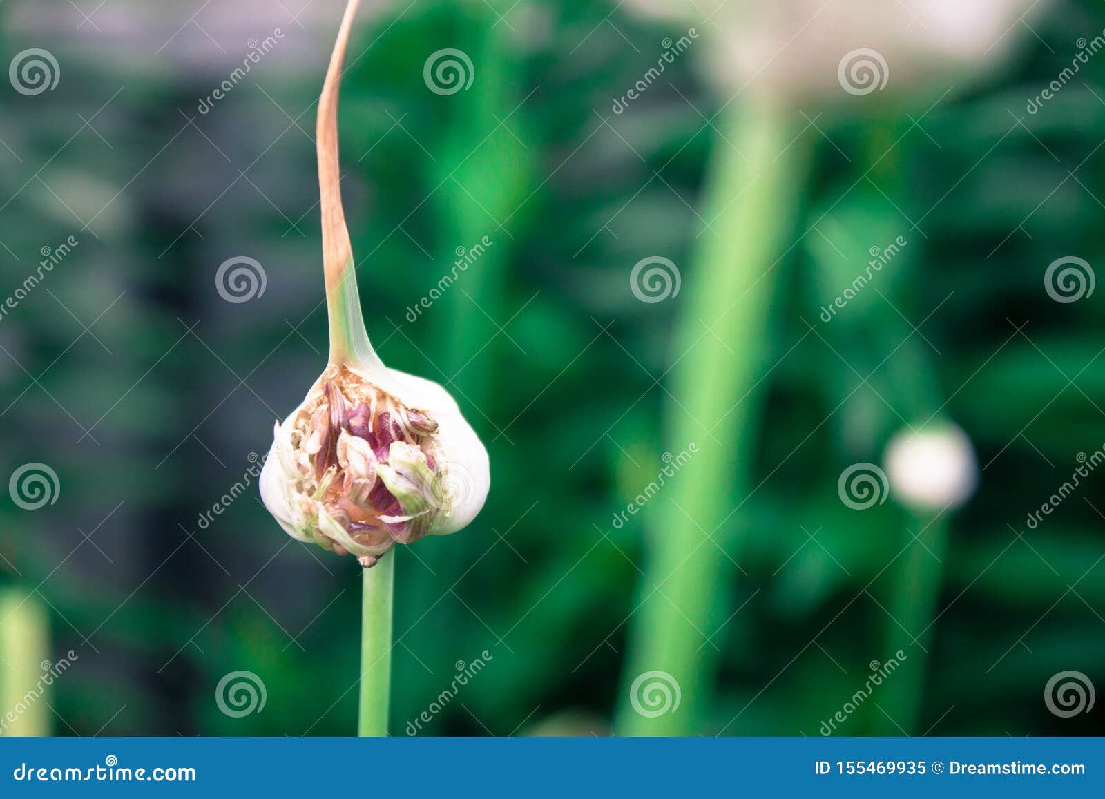 Natural Wild Garlic Growing. Stock Image - Image of proud, nostalgic ...