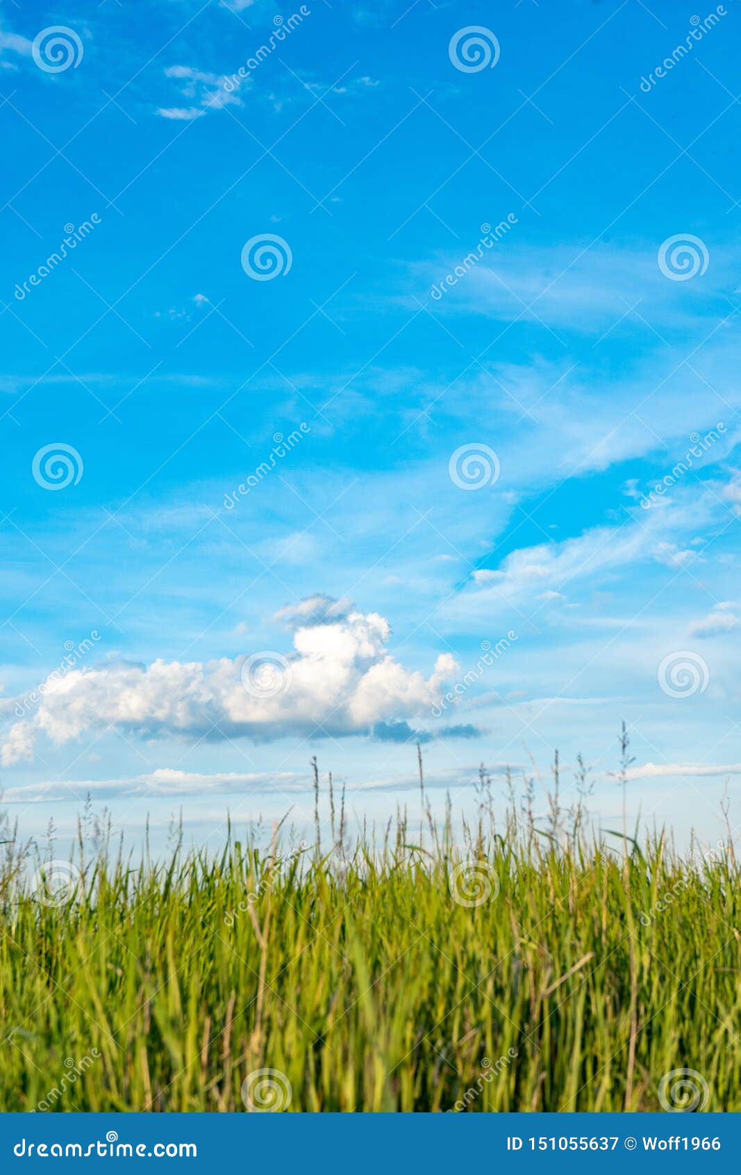 Natural Wild Green Grass and Blue Sky with Clouds Stock Image - Image ...