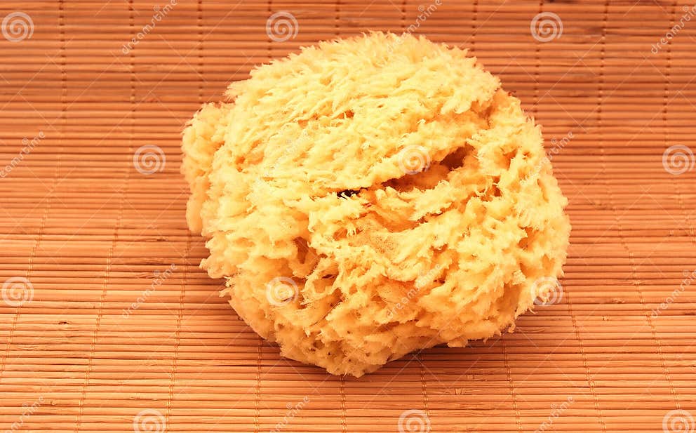 Natural wild sponge stock photo. Image of bathing, sponges - 4435510