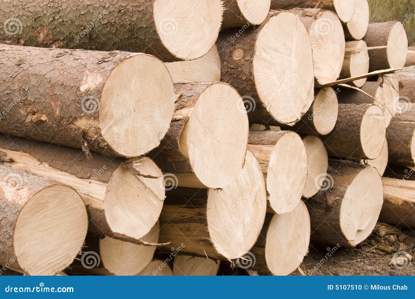 Natural wood stock photo. Image of forest, freshly, nature - 5107510