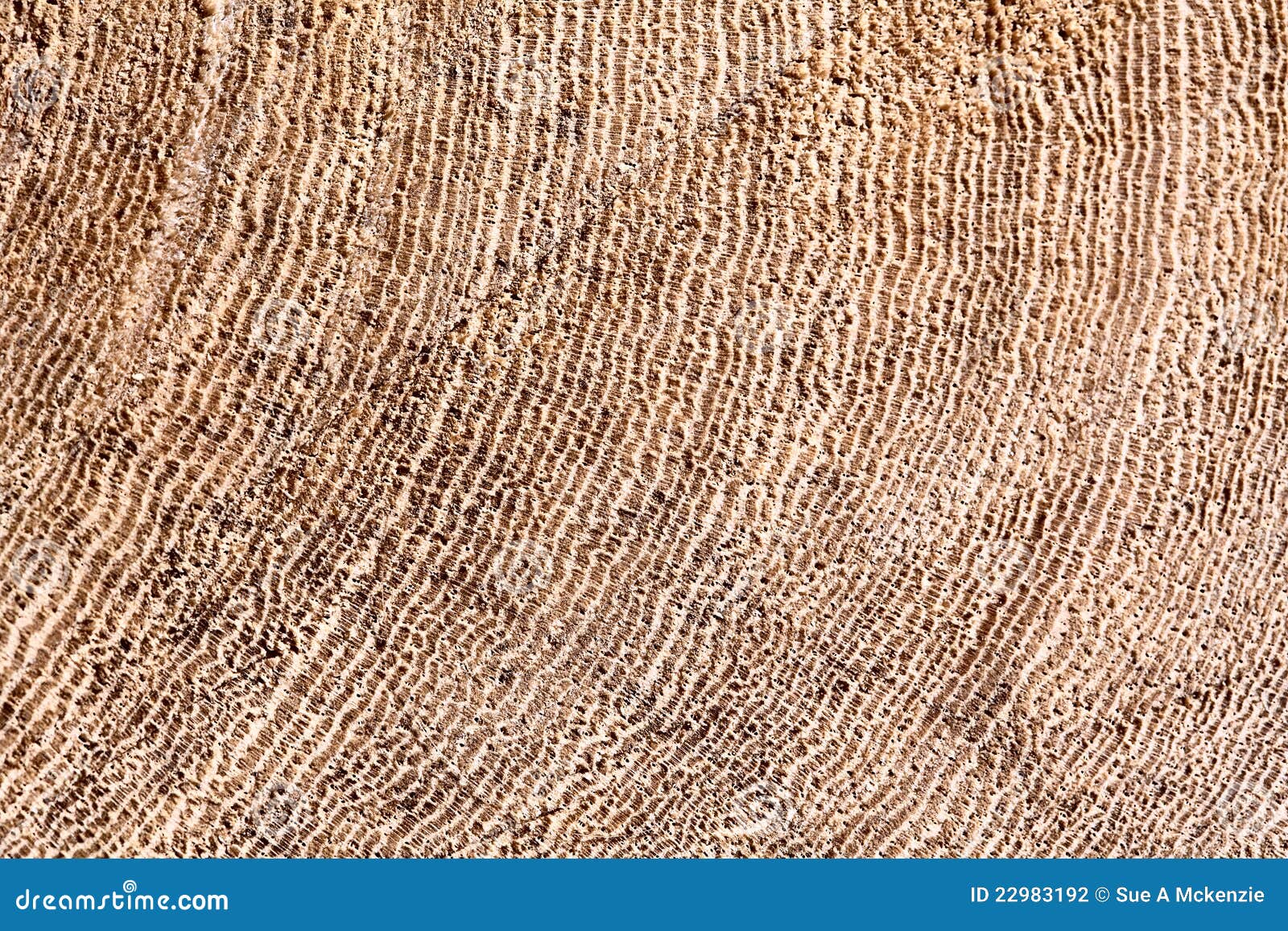 Natural Wood Cross Section of Tree Growth Rings Stock Photo - Image of ...