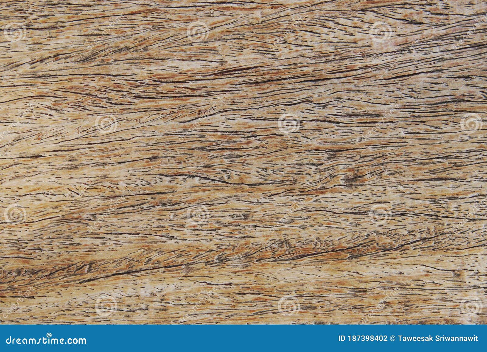 Natural Wood Panel Texture stock photo. Image of forest - 187398402