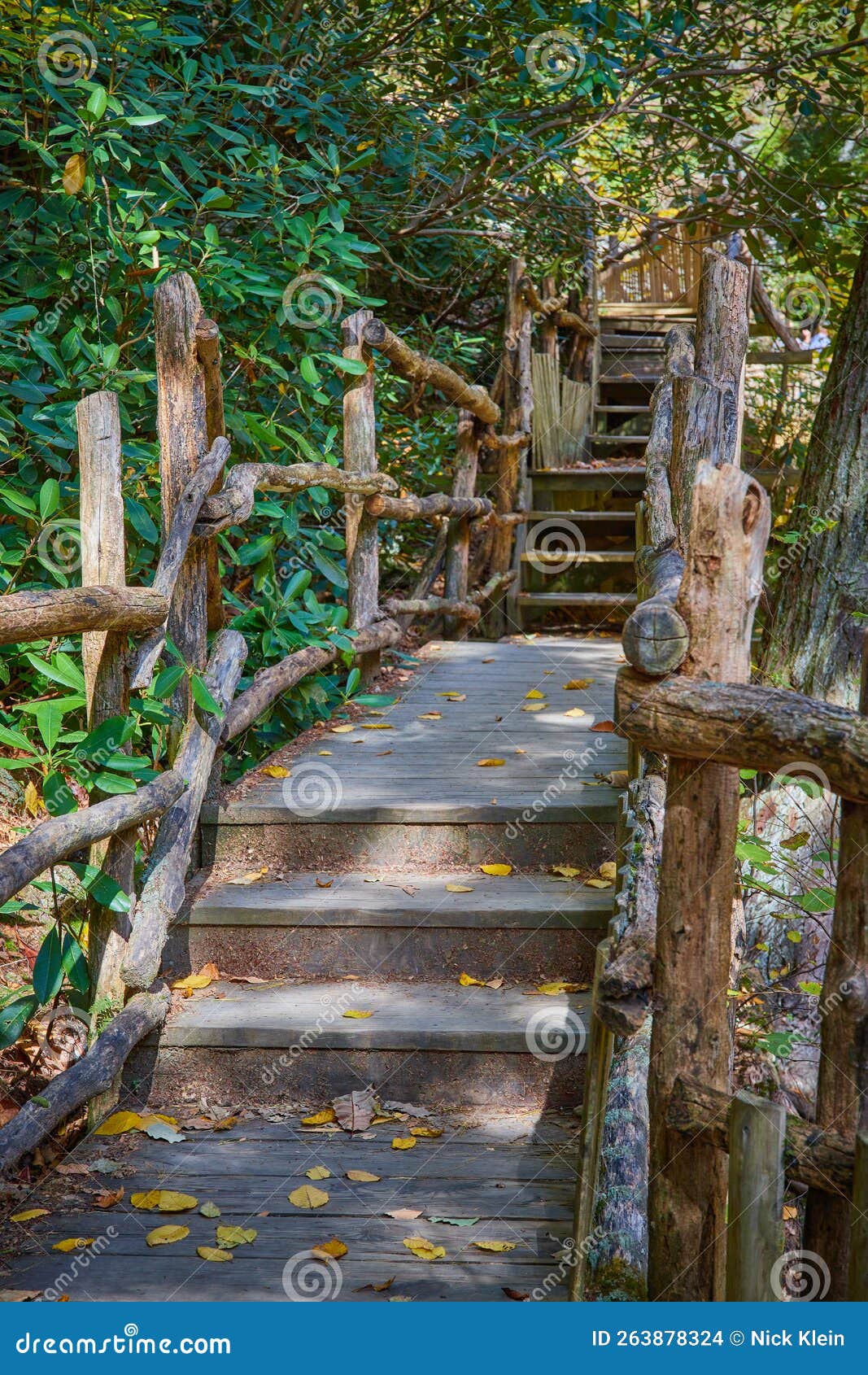 Natural Wood Railing Boardwalk Steps Going Back Inti Green Forest Stock ...