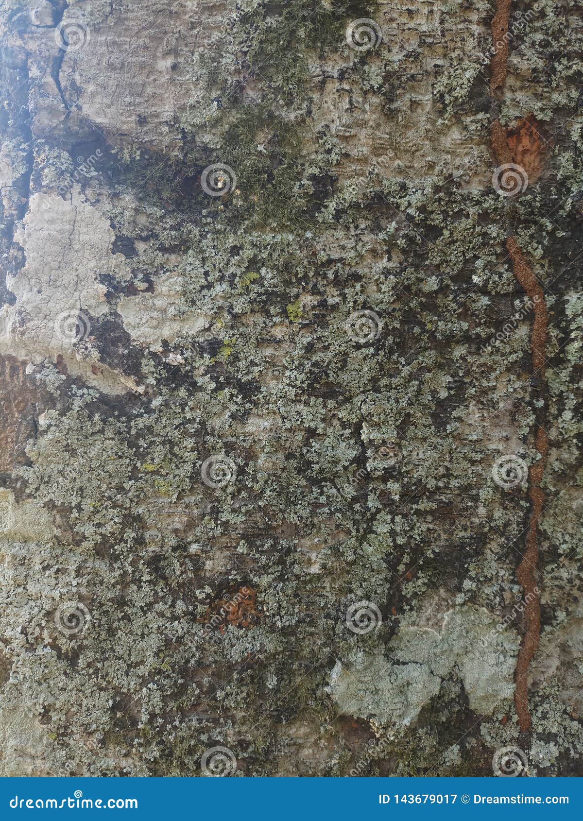 A Jack Tree Large Root Structure And Trunk Surface Texture Royalty-Free ...