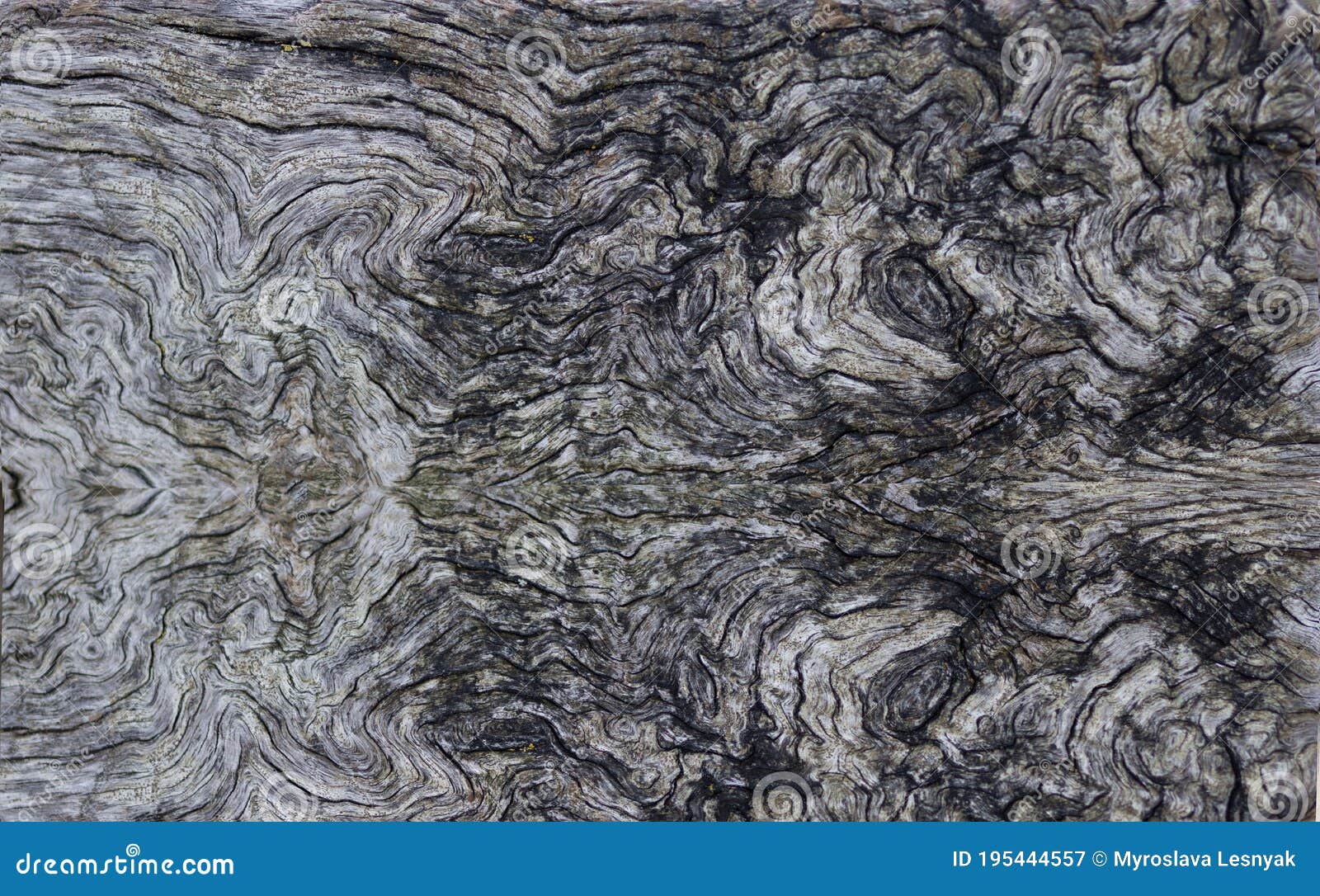 Natural Wood Texture of Old Tree, Close-up Stock Image - Image of ...