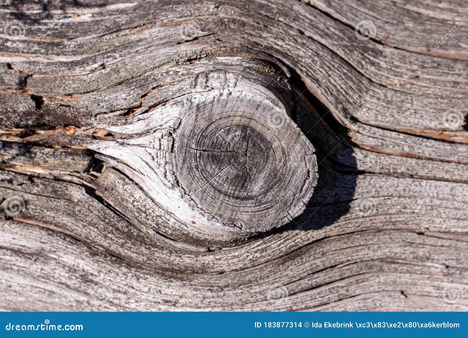 Natural Wood Texture. Old Tree Trunk Background Stock Photo - Image of ...