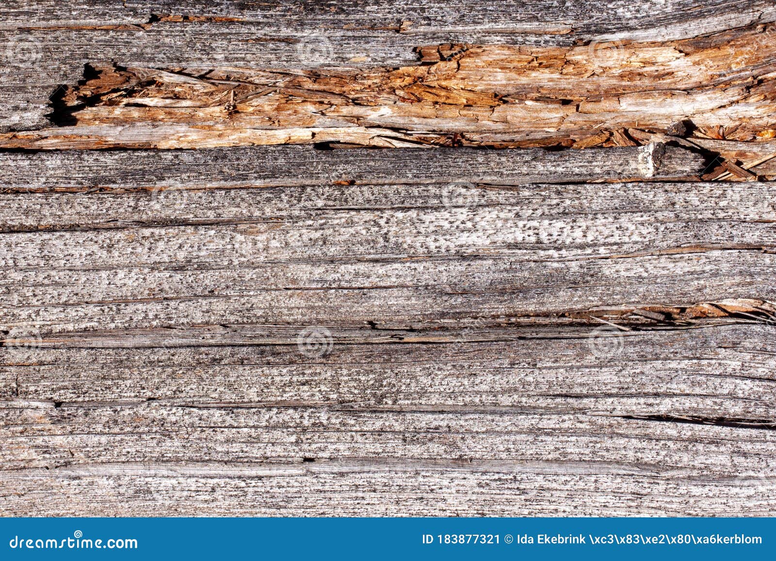 Natural Wood Texture. Old Tree Trunk Background Stock Image - Image of ...