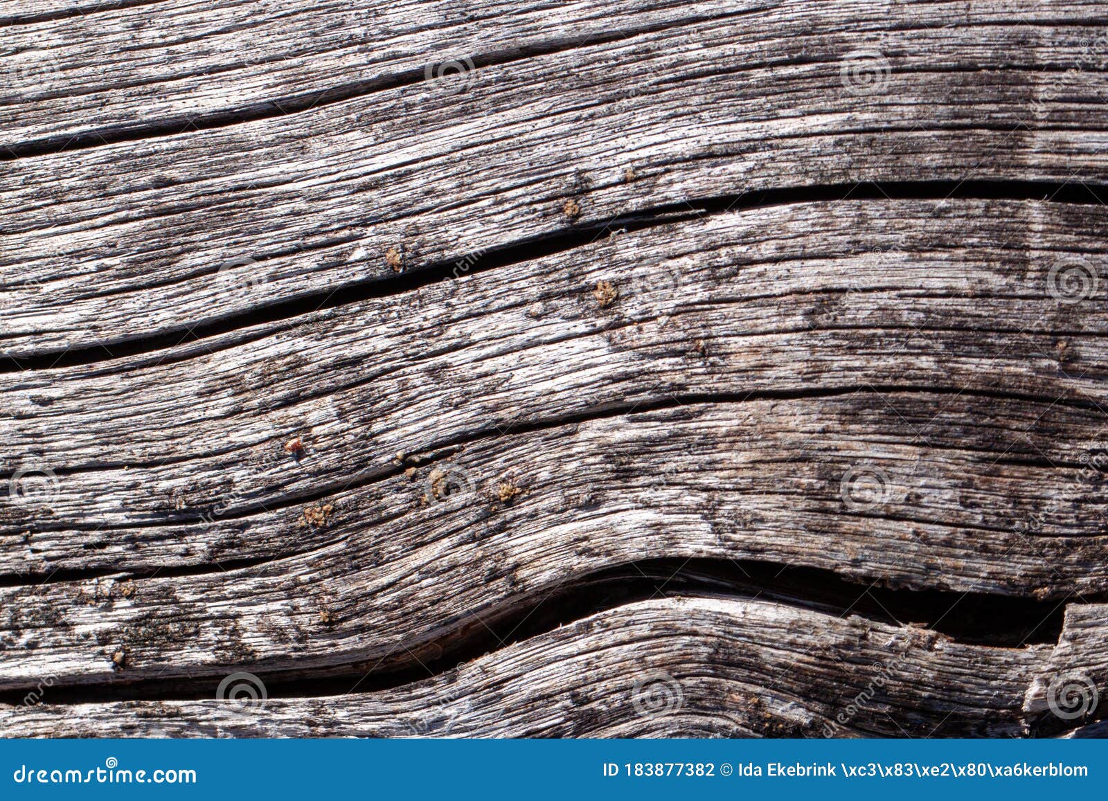 Natural Wood Texture. Old Tree Trunk Background Stock Photo - Image of ...