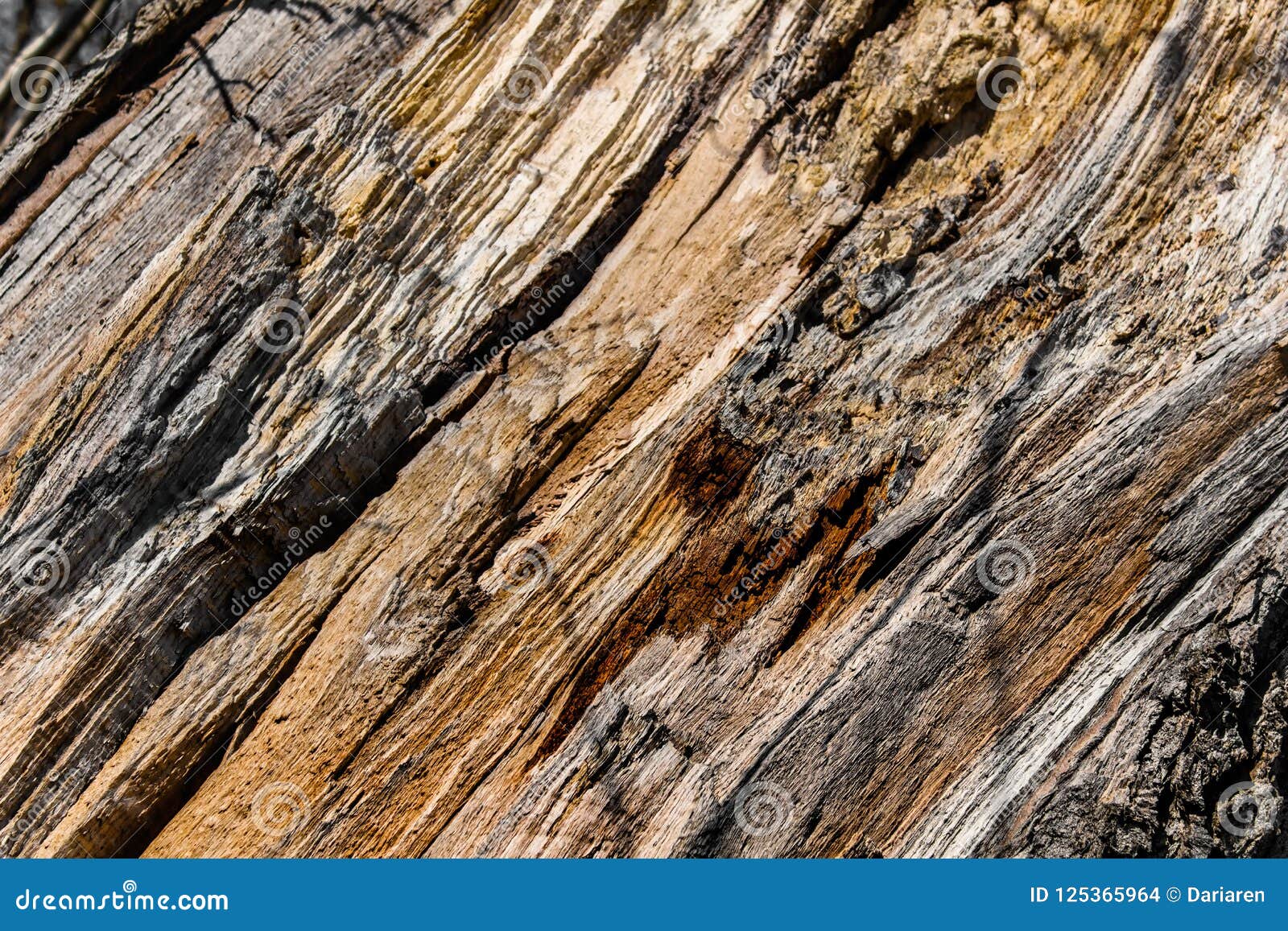 Natural Wood Texture Pattern with Cracks. Stock Photo - Image of close ...