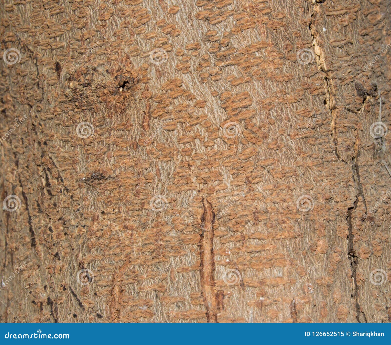 Wood Texture Pattern Tree Trunk Stock Image - Image of planks, gray ...