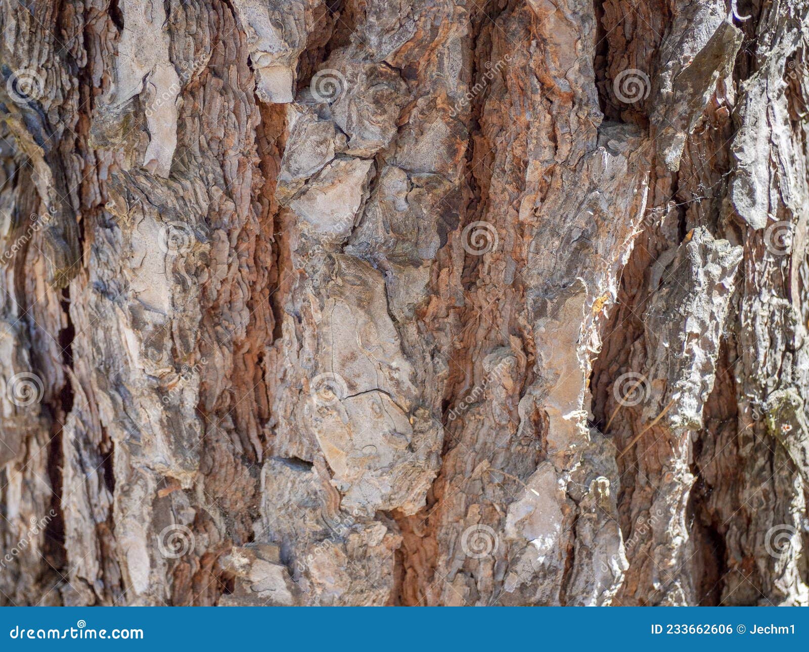 Natural Wood Texture of a Pine Tree Trunk Stock Photo - Image of grunge ...