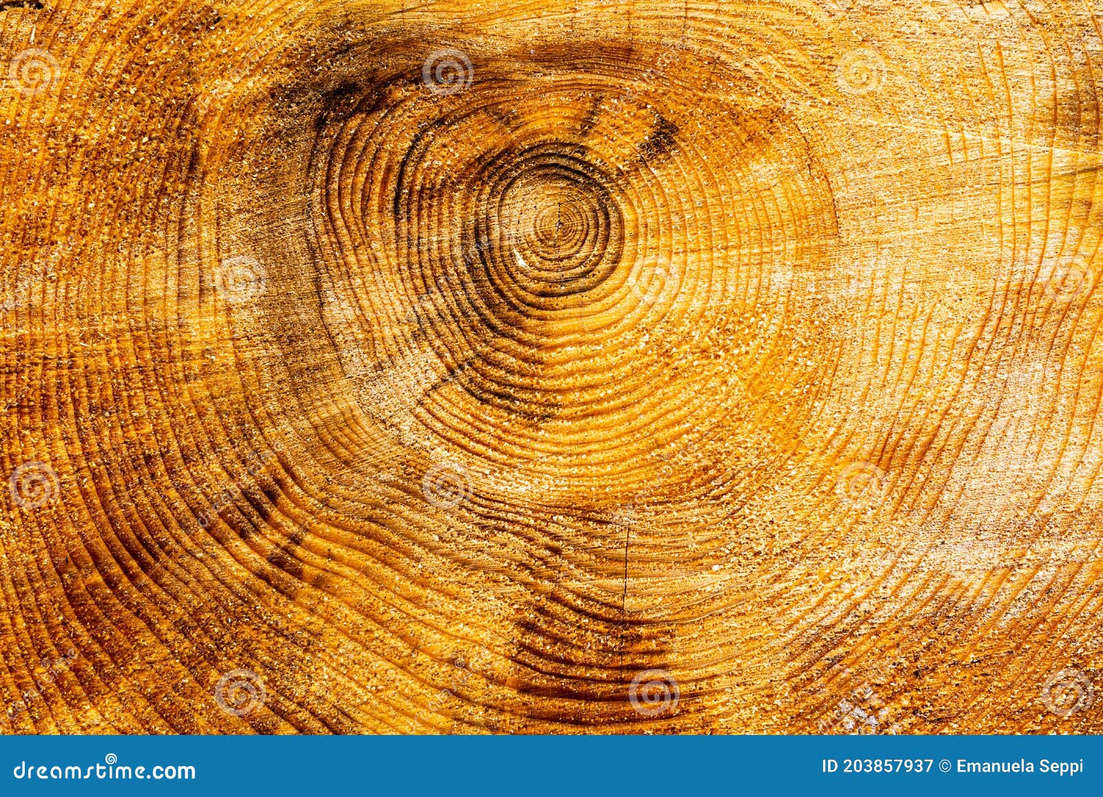 Natural wood texture stock image. Image of cracking - 203857937