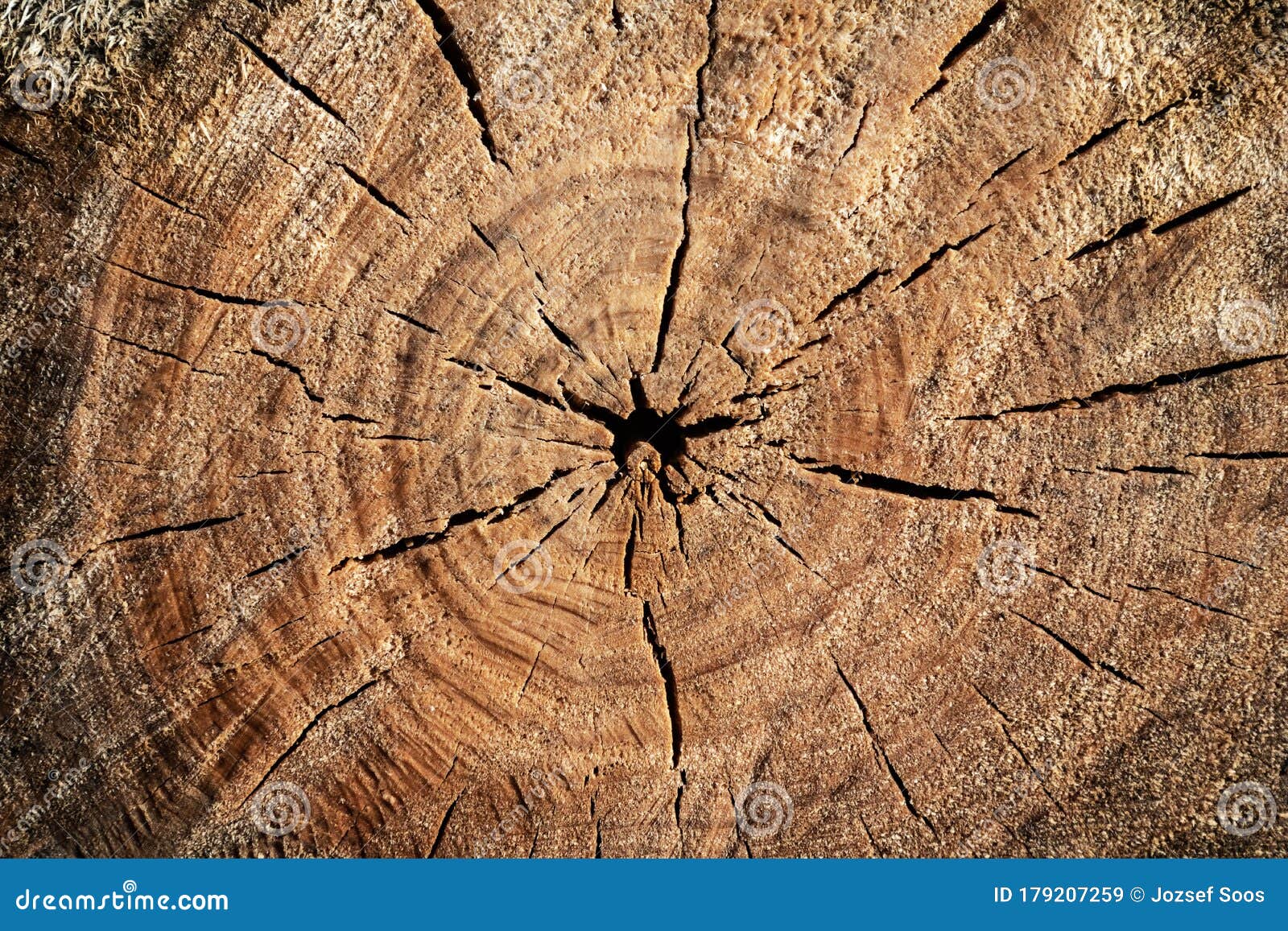 Natural Wood Trunk Segment Surface Texture Background Royalty-Free ...