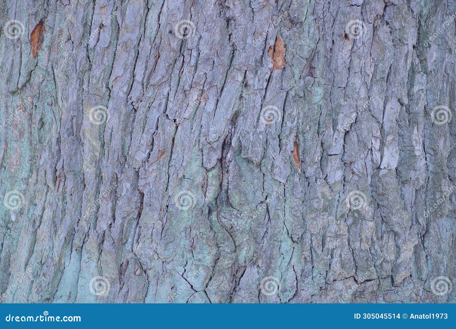 Wooden Texture from a Pattern of Gray Oak Tree Bark Stock Photo - Image ...