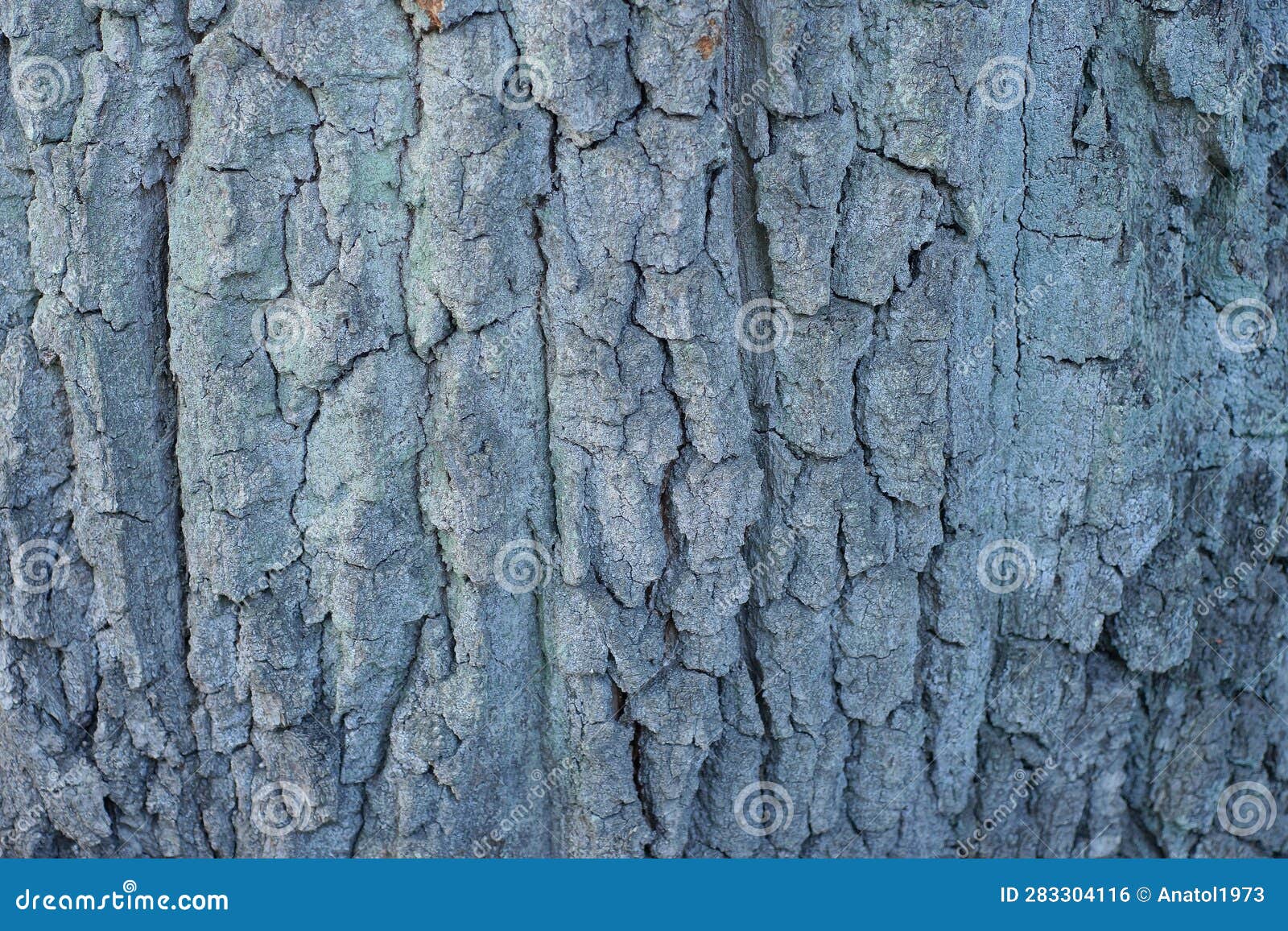 Wooden Texture from a Pattern of Gray Oak Tree Bark Stock Photo - Image ...