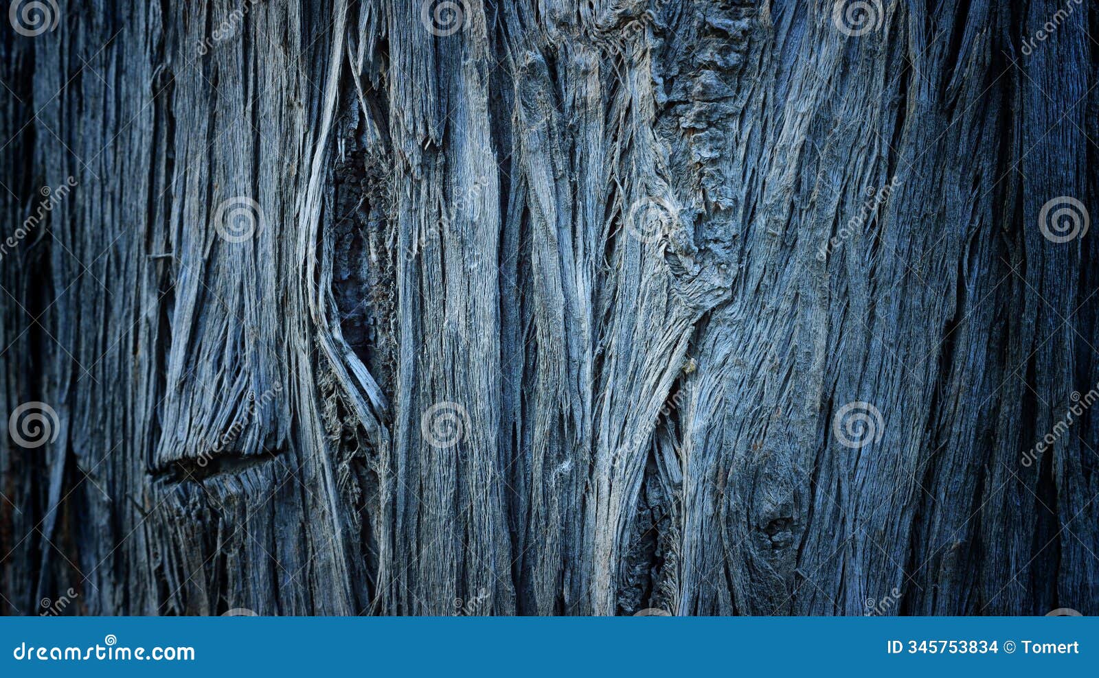 Natural Wooden Tree Pattern and Texture in Nature. Tree Detail Stock ...