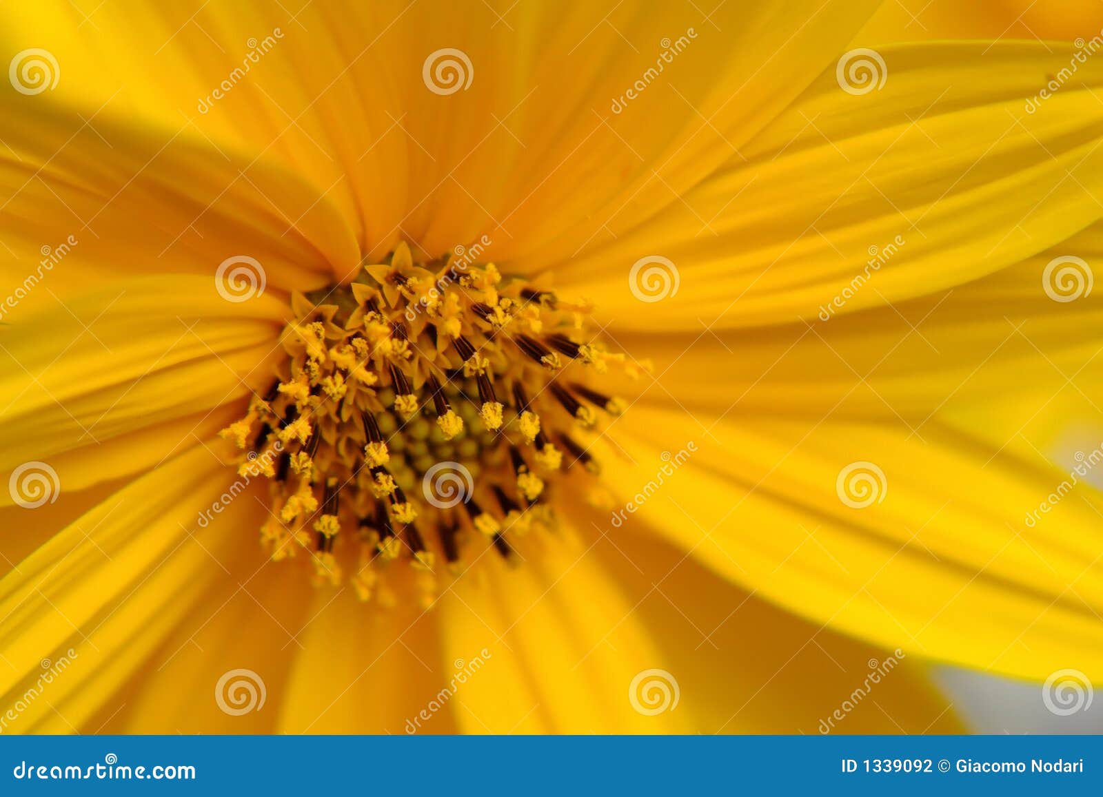 Natural yellow stock photo. Image of blossom, colour, flourish - 1339092