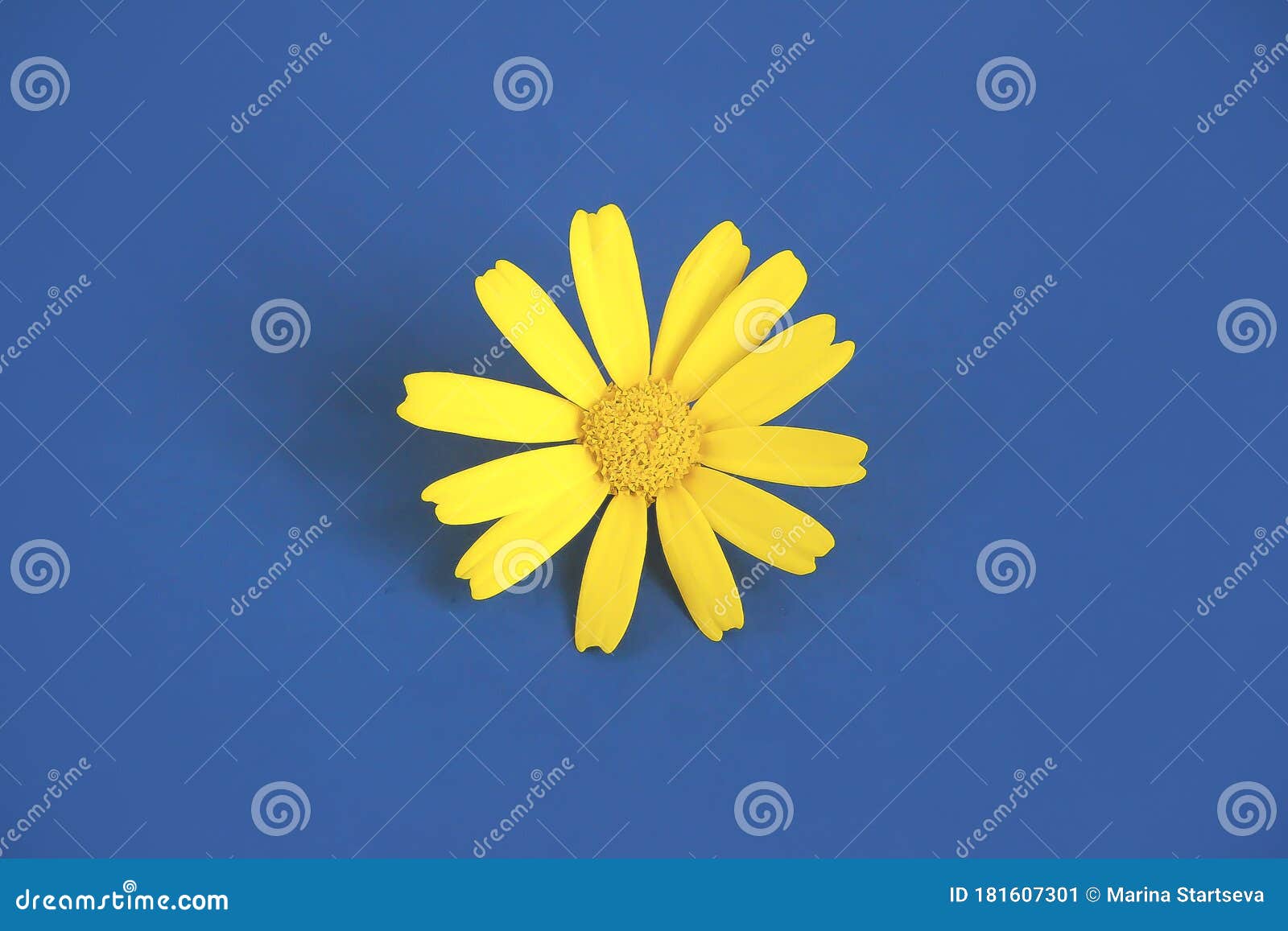 Natural Yellow Colors Daisy on a Blue Background Stock Image - Image of ...