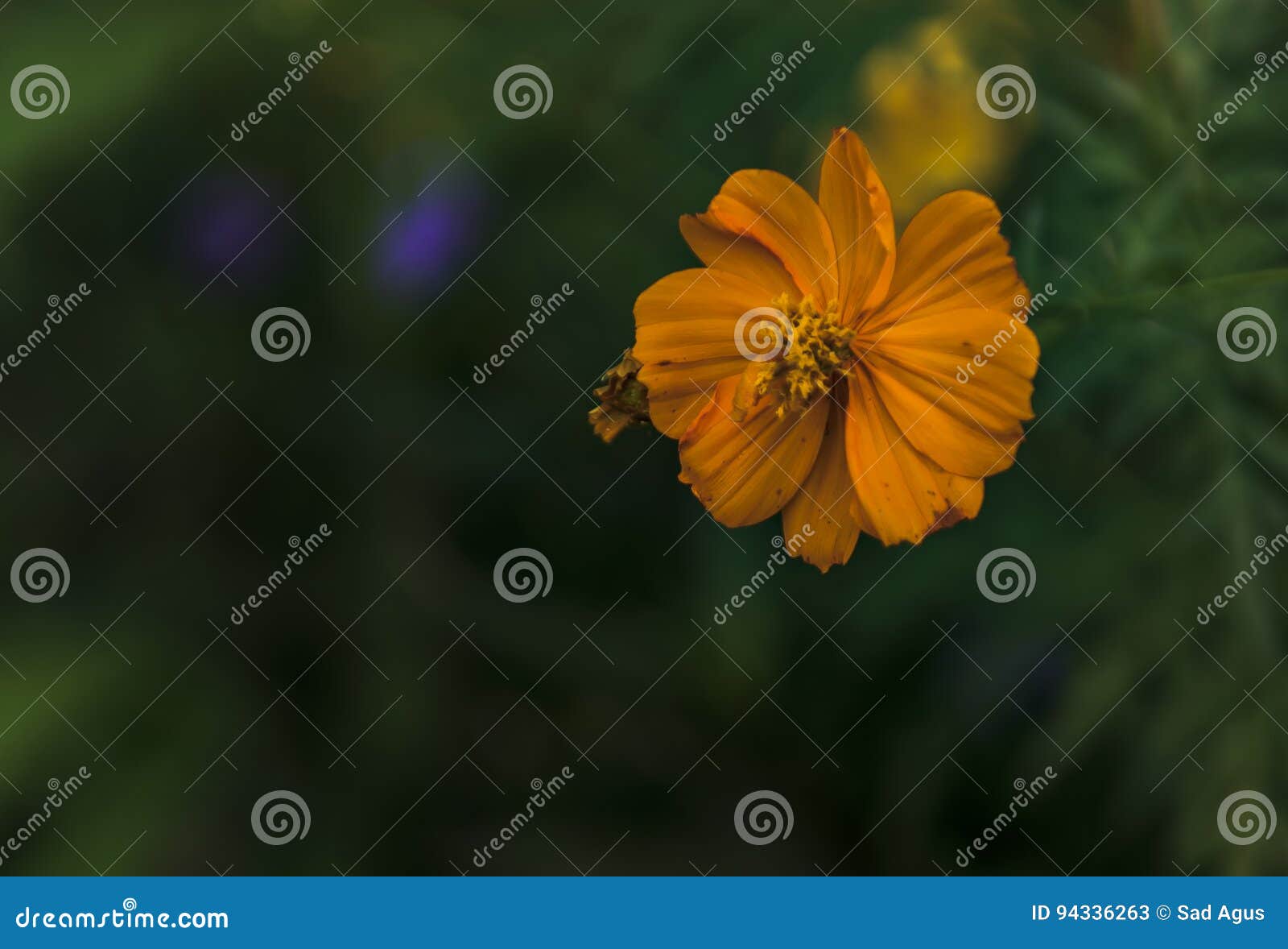 Natural yellow flower stock image. Image of branch, beauty - 94336263