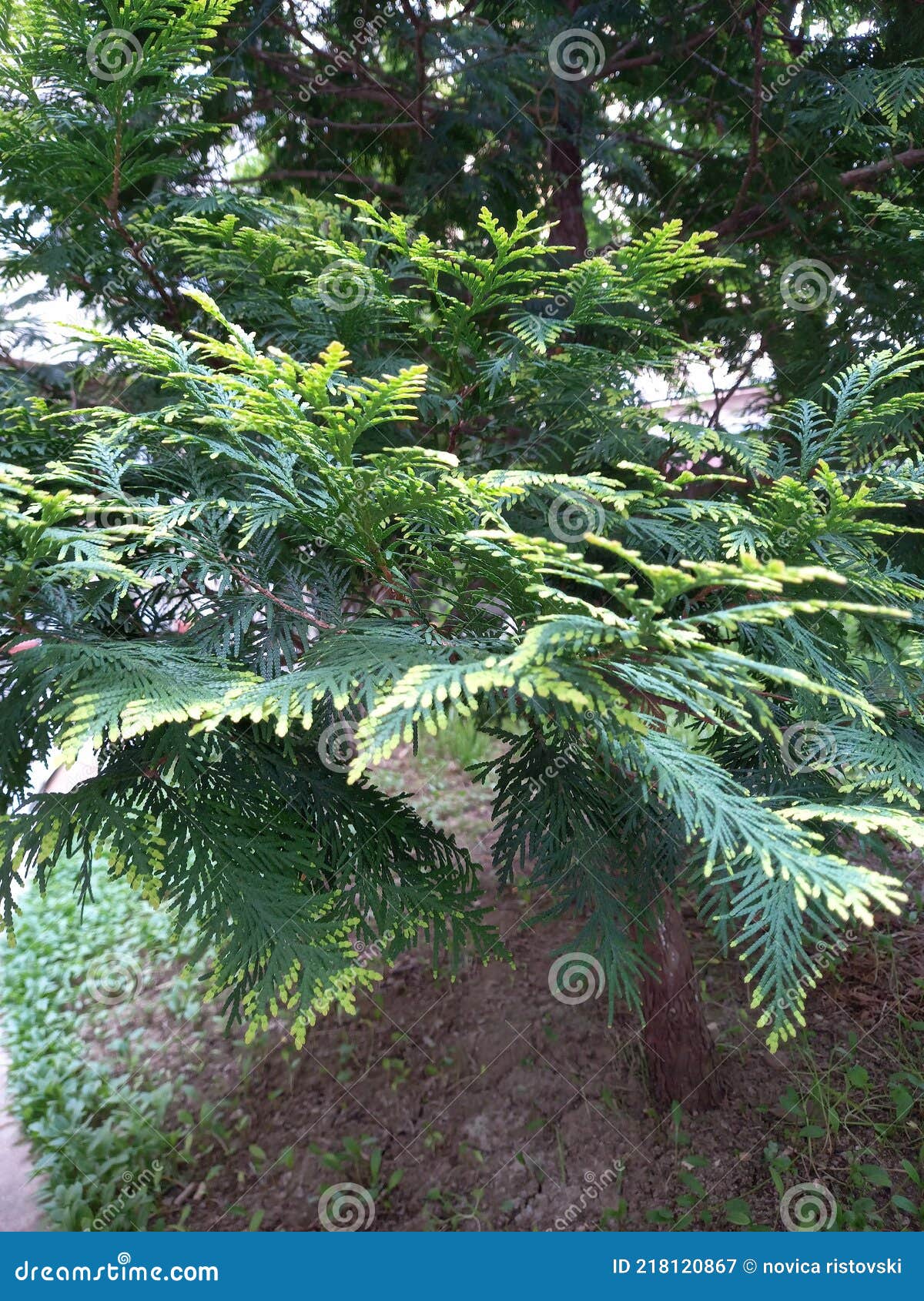 Naturaleza Casa Primavera Madera Imagen de archivo - Imagen de resorte ...
