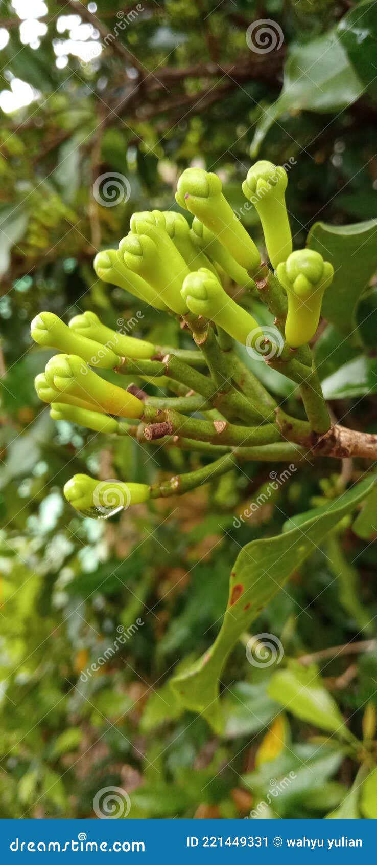 Naturaleza de clavo verde imagen de archivo. Imagen de fresco - 221449331