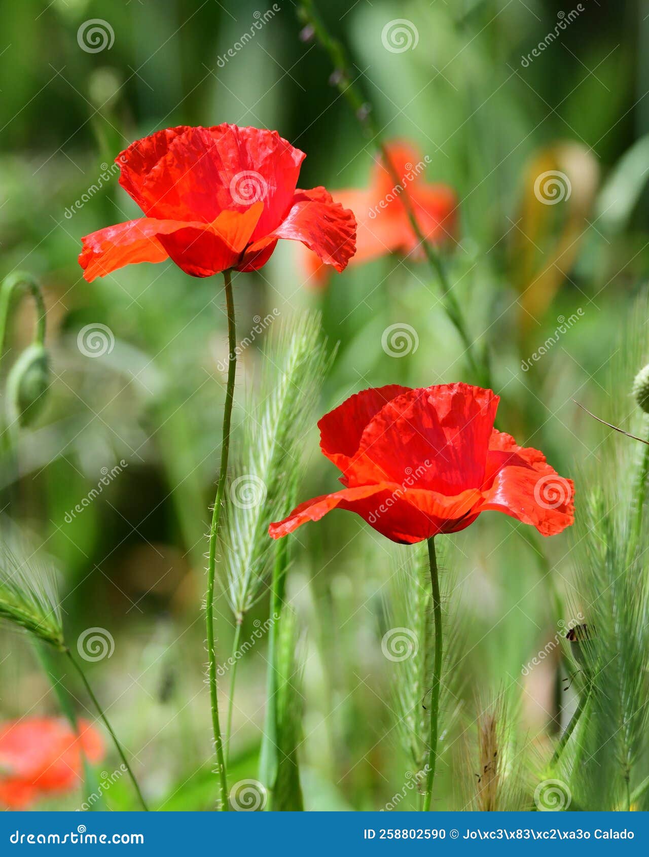 Naturaleza De Las Flores De Los Amapolas Foto de archivo - Imagen de cubo, pradera: 258802590