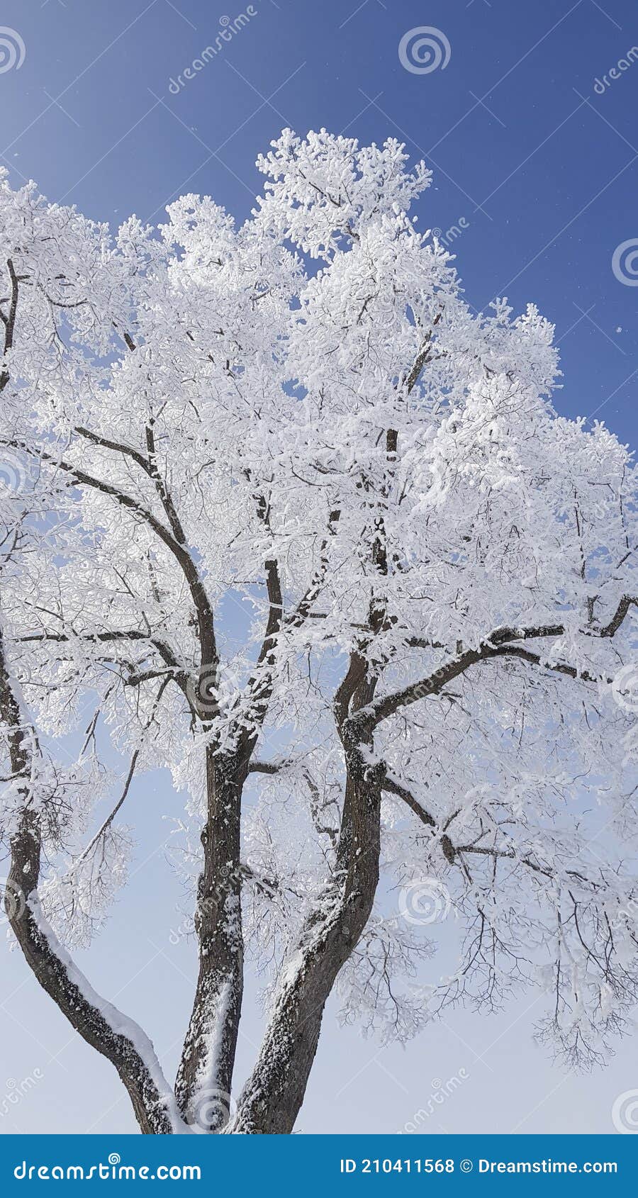 Naturaleza de árbol blanco foto de archivo. Imagen de blanco - 210411568