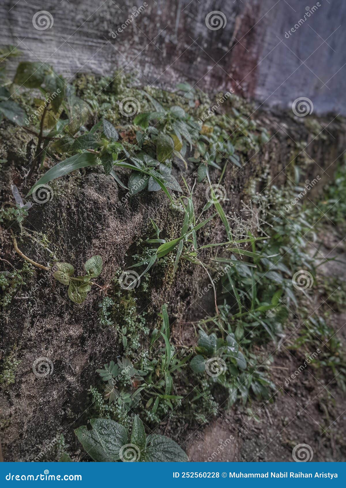Naturaleza en alza foto de archivo. Imagen de subida - 252560228