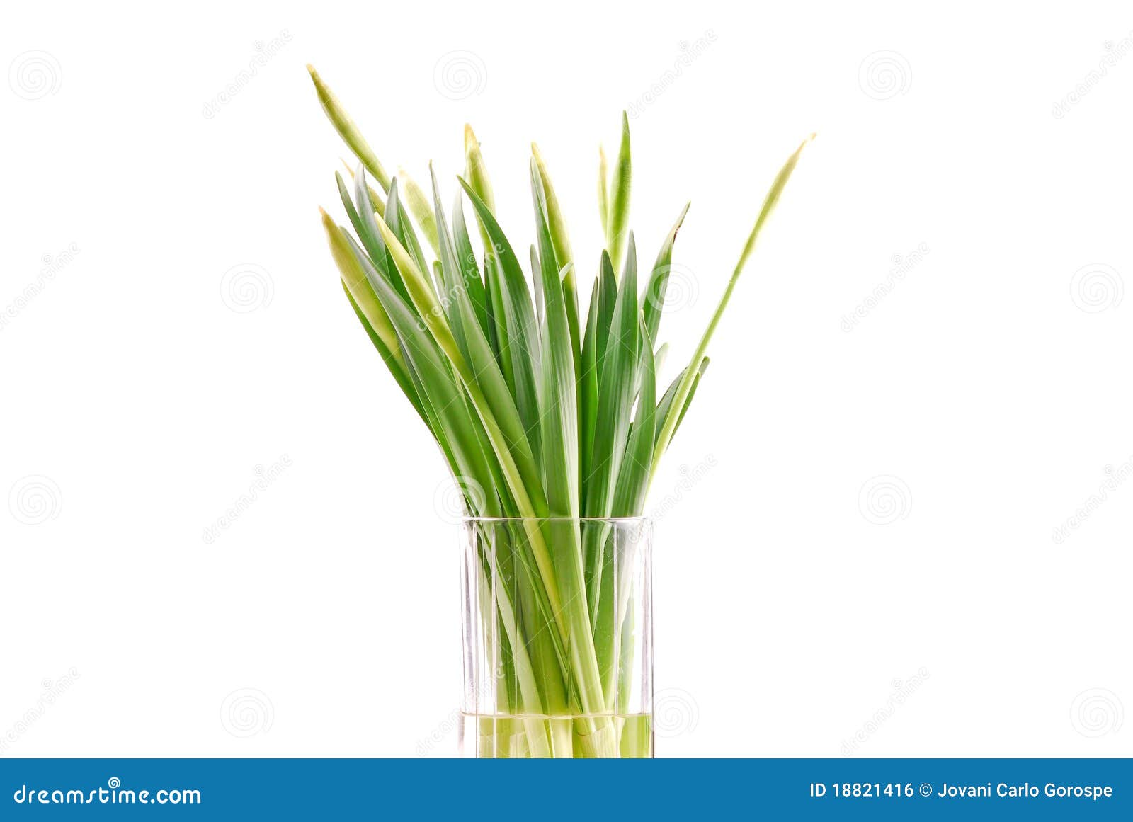 Naturaleza simple foto de archivo. Imagen de rocas, vida - 18821416