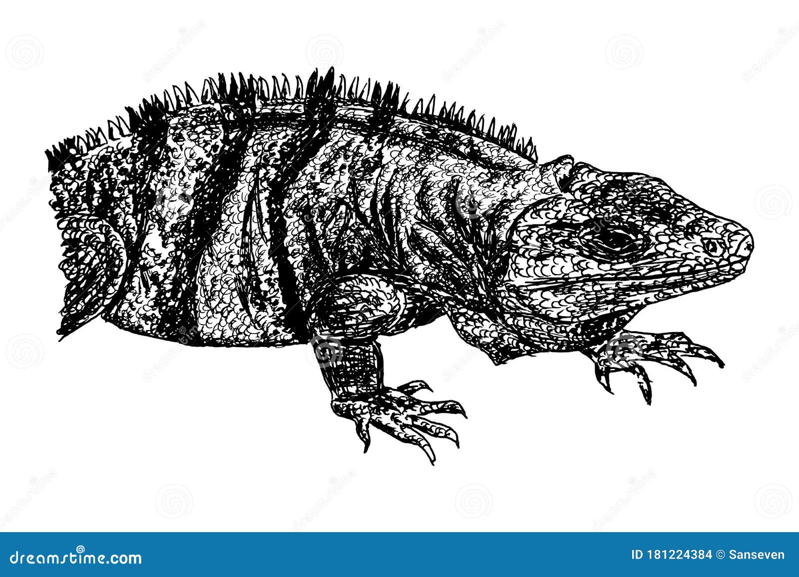 Naturalistic Drawing of a Lizard in Black and White Stock Photo - Image ...
