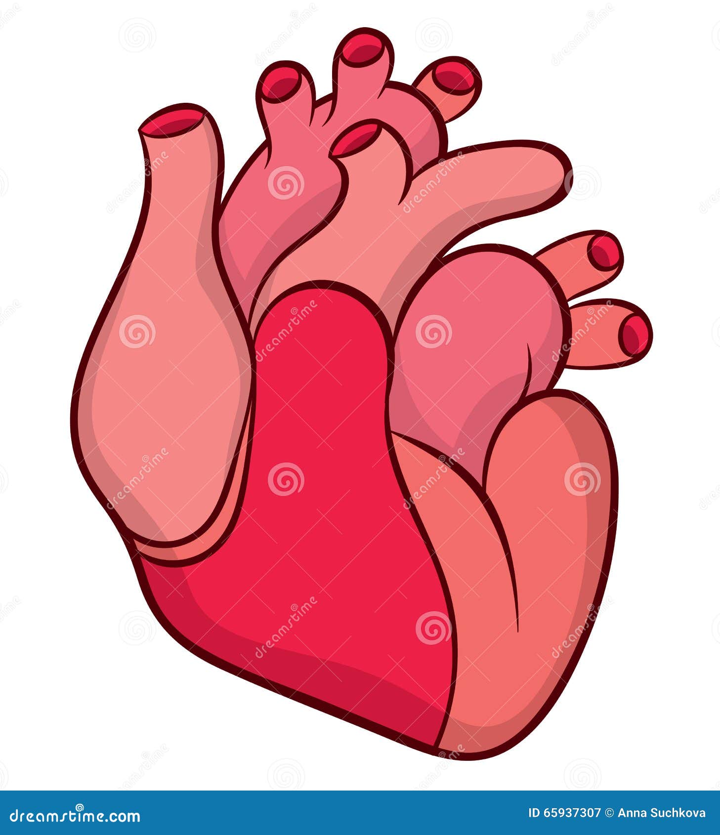 Real Heart Isolated On Black - Human Anatomy Model Stock Photography ...