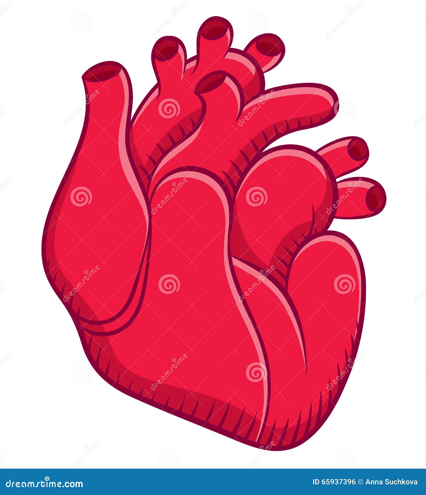 Naturalistic real heart stock vector. Illustration of sign - 65937396