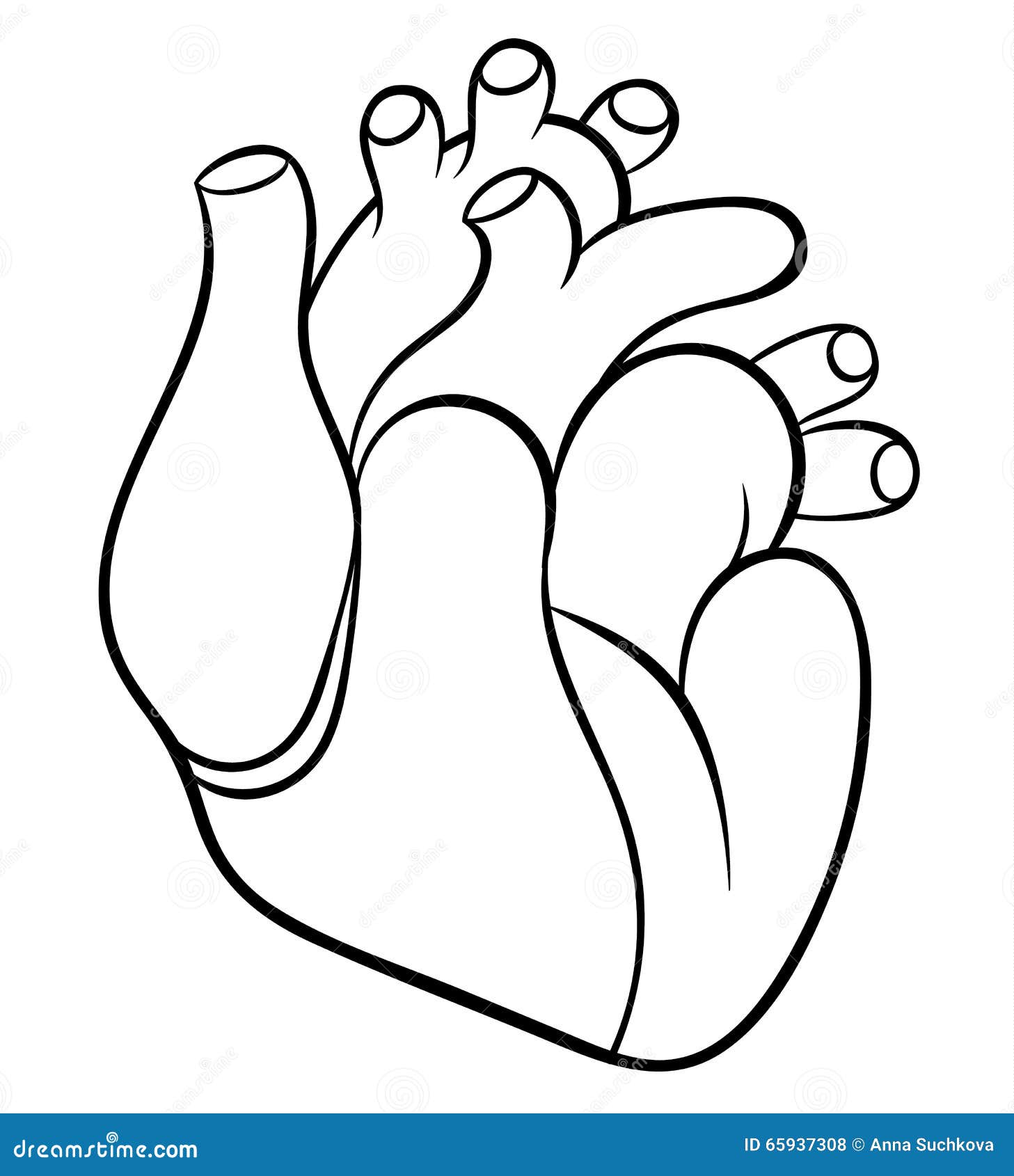 Tekening Van Een Echt Menselijk Hart