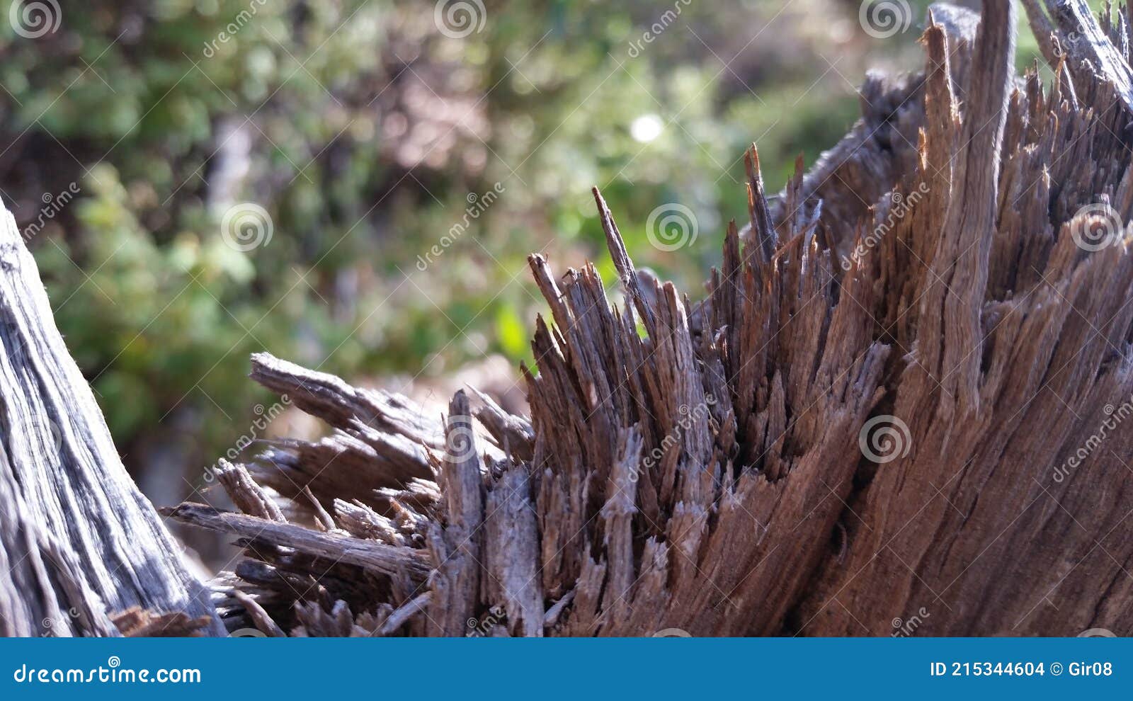 Wilderness Splinters Stock Photos - Free & Royalty-Free Stock Photos ...