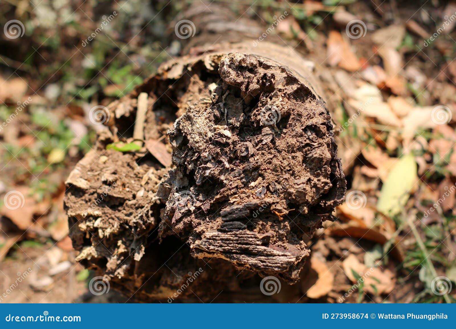 Decayed Tree Stumps By The Sea The Background Is Blue Sky Stock Image ...