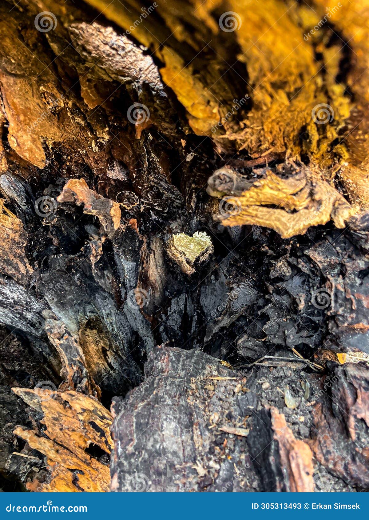 Naturally Formed Heart Shape Inside a Tree Trunk Stock Image - Image of ...