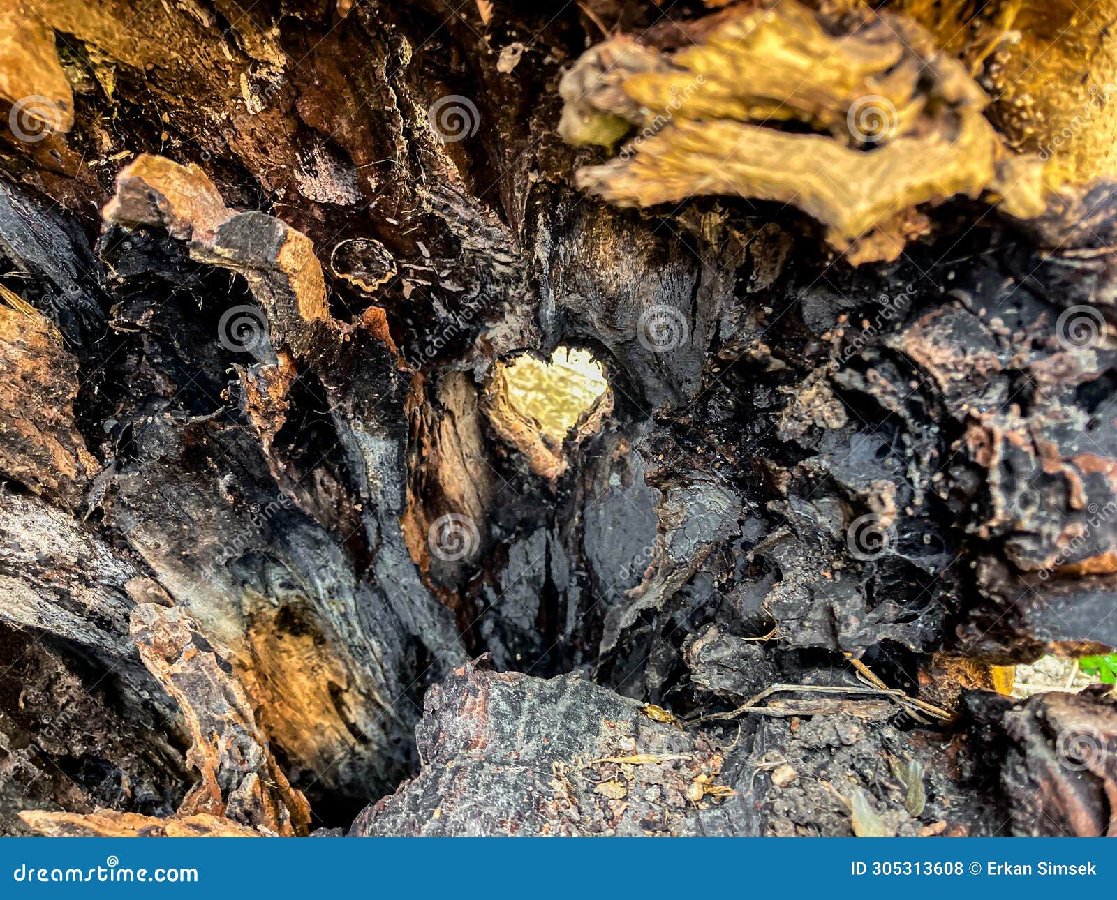 Naturally Formed Heart Shape Inside a Tree Trunk Stock Photo - Image of ...