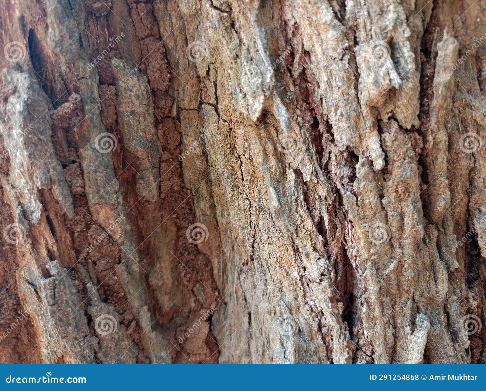 Naturally formed tree bark stock photo. Image of bark - 291254868