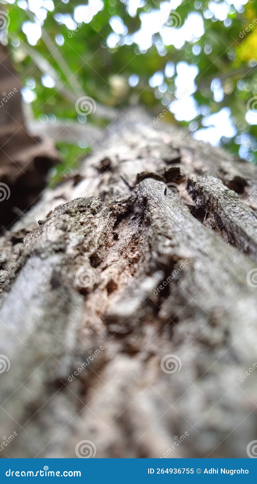 Naturally Formed Tree Bark Cavities Stock Image - Image of naturally ...