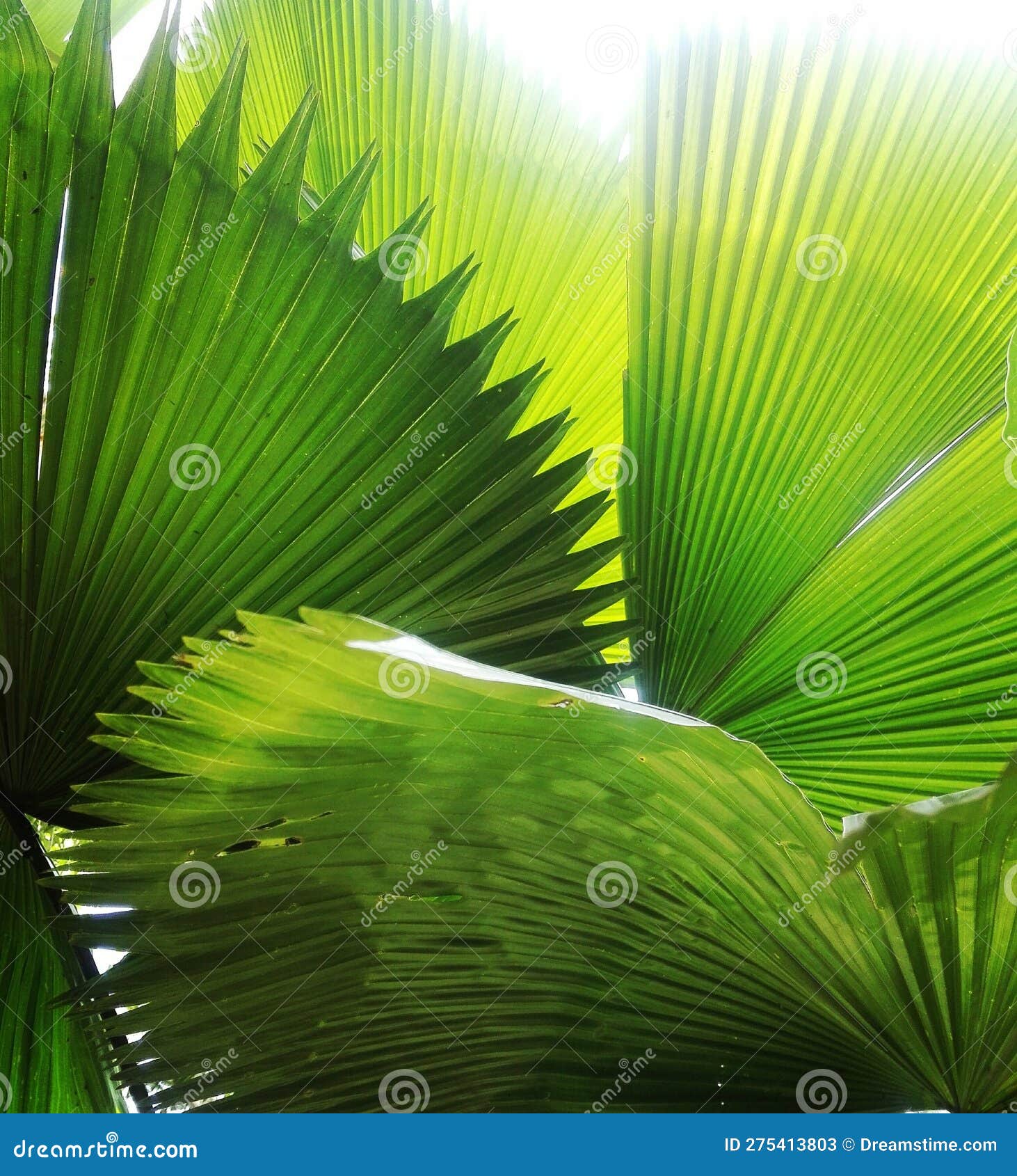 Naturally green leaf stock image. Image of nature, sunlight - 275413803